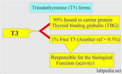 Thyroid Part Triiodothyronine Total T Total Labpedia Net