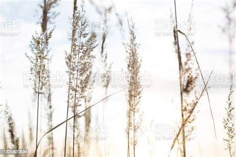 하늘에 대한 팜파의 마른 잔디 패닉 자연 장식 야생 대지 생태 가을에 대한 스톡 사진 및 기타 이미지 가을 가지별 꽃송이 갈대속 벼과 Istock