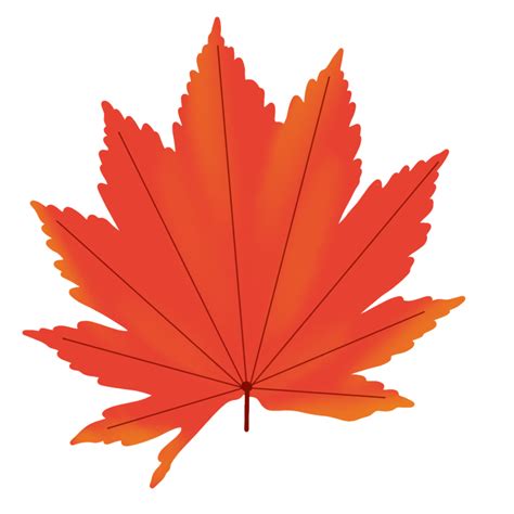 Hand Drawn Maple Leaf 23450803 Png