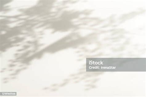 자연 잎 그림자 배경 흰색 색상 벽 텍스처 복사 공간 꽃 카드 0명에 대한 스톡 사진 및 기타 이미지 0명 개념 개념과 주제 Istock