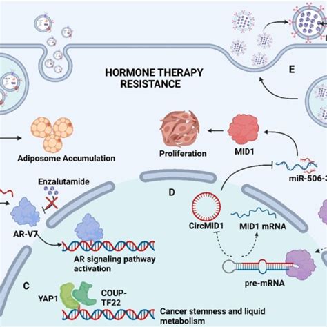 Mechanism Of Exosome Mediated Resistance To Hormone Therapy In Pca A