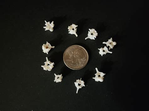 Python Snake Vertebrae Small Spine Lot Of 10 Etsy