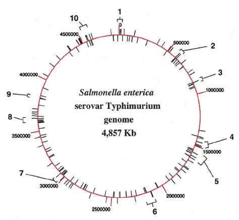 Chromosomal Organization Of The S Enterica Serovar Typhi Murium Lsmmg