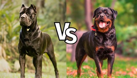Cane Corso Vs Rottweiler Which One Is The Best Guard Dog Breed