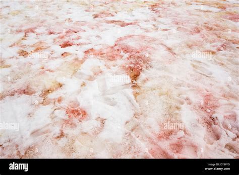 Red Algae In Snow At Base Orcadas An Argentine Scientific Station In