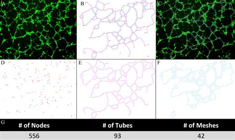 Endothelial Cell Tube Formation Assay For The In Vitro Study Of