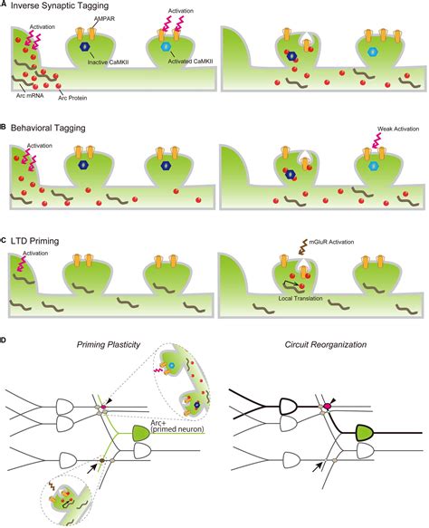 Frontiers Role Of Immediate Early Genes In Synaptic Plasticity And Neuronal Ensembles
