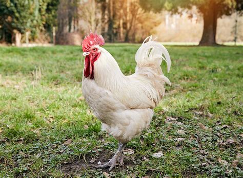 Rooster Kills Man Clawing His Leg Has History Of Attacking People