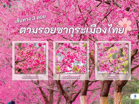 🛵 เส้นทาง 3 ดอยตามรอยซากุระเมืองไทย 🌸 Tourism Product