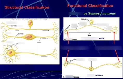 Nervous System I Classification Of Neuron Diagram Quizlet