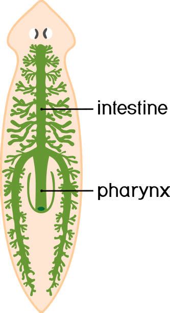 Labeled Flatworm Diagram