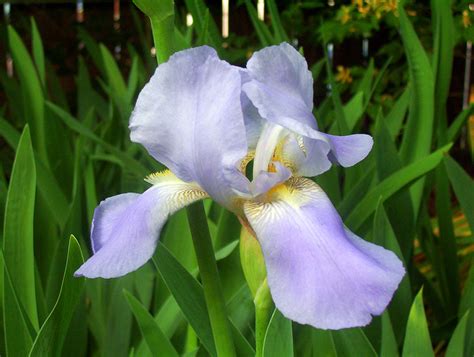 Iris Free Stock Photo Public Domain Pictures