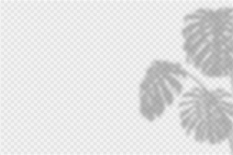 괴물 잎의 그림자 오버레이 몬스터의 열대 야자 잎에서 투명한 오버레이 그림자 효과 투명한 배경에 그림자와 자연광의 사실적인 부드러운 조명 효과 0명에 대한 스톡 벡터 아트