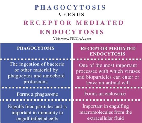What Is The Difference Between Phagocytosis And Receptor Mediated Endocytosis Pediaa Com
