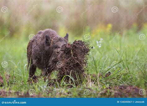 Wild Sex Dynamic Action Wildlife Image Of Seals Mating Stock Photography CartoonDealer Com