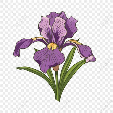 Clipart Iris