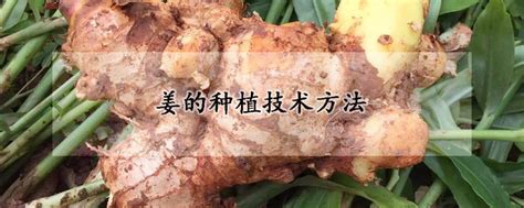 姜的种植技术方法 发财农业网