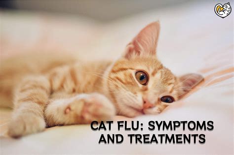 Cat Flu Symptoms And Treatments