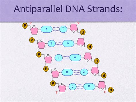 Ppt Dna Powerpoint Presentation Free Download Id 4286245