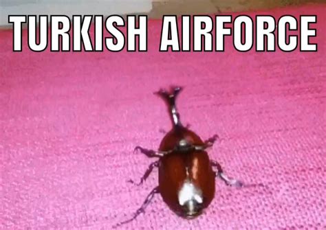 Roach R Onlineunderground