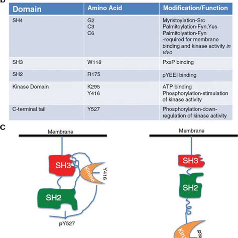 Src Structure And Regulation A Schematic Diagram Of The Linear Download Scientific Diagram