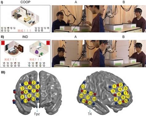 How Brains Synchronize During Cooperative Tasks Neuroscience News