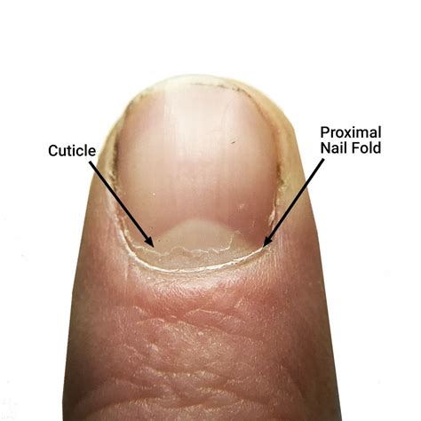 What Is Your Cuticle Should You Clip It Or Push It Back All The