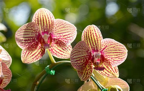 兰花在泰国被认为是花中之王