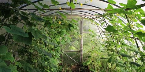 Uses Of Gfrp Prfv In Agriculture Stakes And Plant Supports