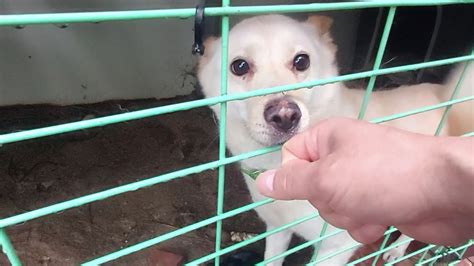 무더위 속 주말에 혼자 공장에 있는 공장개 방문 ㅣ 몰래 다가갈려고 했는데 이미 들켜버림 ㅣ 너무 격하게 반겨주니 내가 오히려 고맙다 Youtube