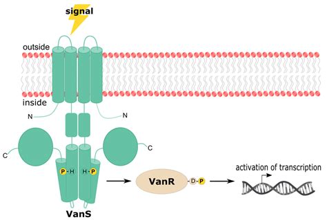 Vancomycin Resistant Enterococcus