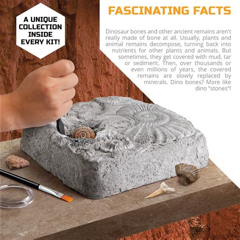 Fossil Discovery Kit At Barbara Bowles Blog