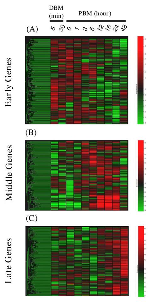 Gene Trees Displaying The Microarray Generated Expression Profiles Of