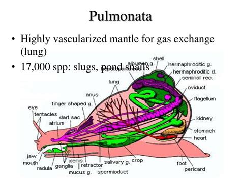 Phylum Mollusca презентация онлайн