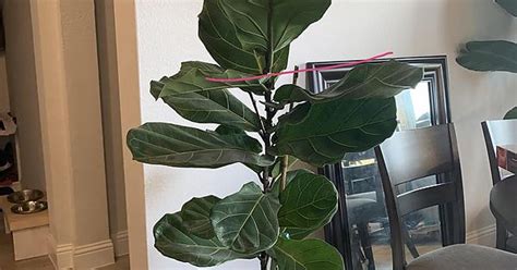 Fiddle Leaf Branching Album On Imgur