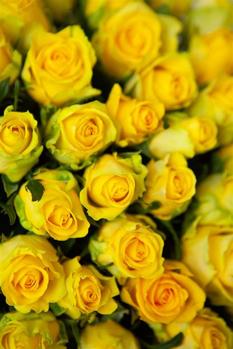 Роза Пенни Лейн Фото – Telegraph