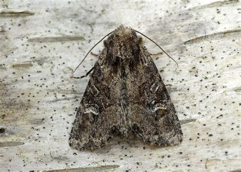 73159 Small Clouded Brindle Apamea Unanimis Dumfries And Galloway Moths