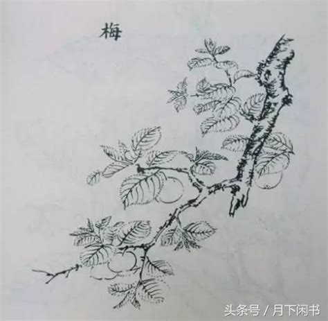 茶水先生讀詩經020摽有梅打梅子的俏妹子 每日頭條