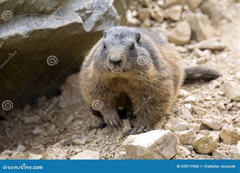 Marmota Alpina Marmota Del Marmota Uno De Los Roedores Grandes Foto