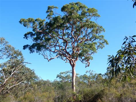 Top Ten Large Australian Trees Gardening With Angus