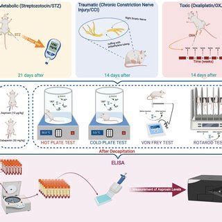 Flowchart Of Experimental Design Download Scientific Diagram