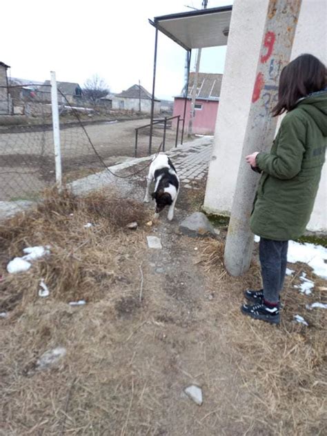 ეკოკლუბი გუმბათი დახმარების თათი