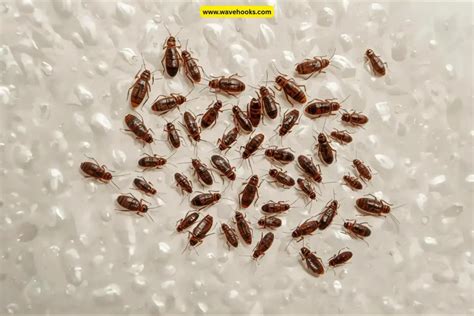 19 Effective Homemade Roach Killer Tips That Work Instantly