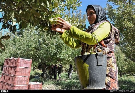 برداشت سیب بیرجند عکس