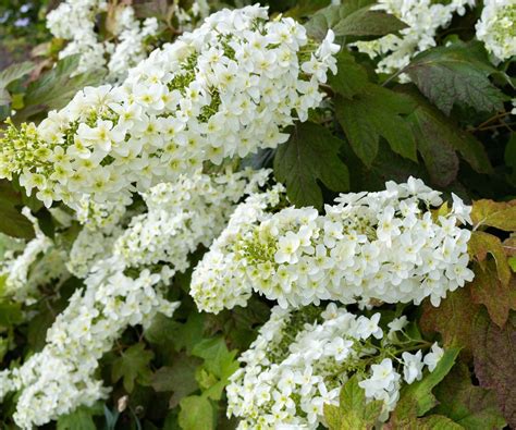 Native Hydrangea Varieties In North America Hardy Bloomers Gardening
