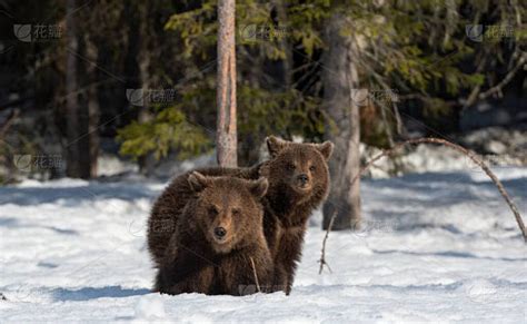 熊宝宝在冬天的森林里 自然栖息地 棕熊，学名：ursus Arctos Arctos
