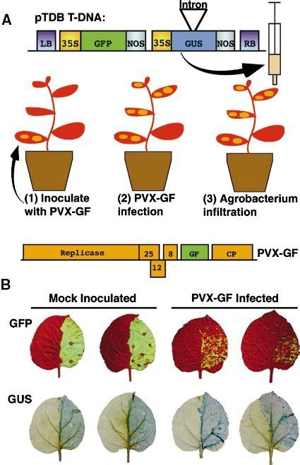 The Pvx Induced Rna Based Defense Response Resembles Ptgs Download Scientific Diagram
