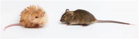 Scientists Successfully Create Genetically Modified Woolly Mice