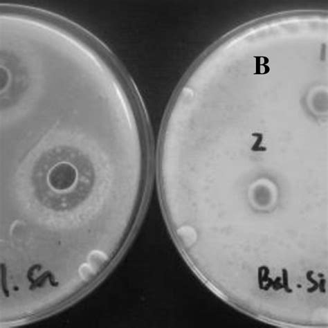 Serial Dilution Method For Bacterial Isolation From Download