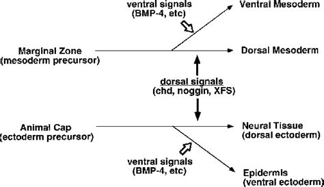 Figure 1 From Ectodermal Patterning In Vertebrate Embryos Semantic Scholar